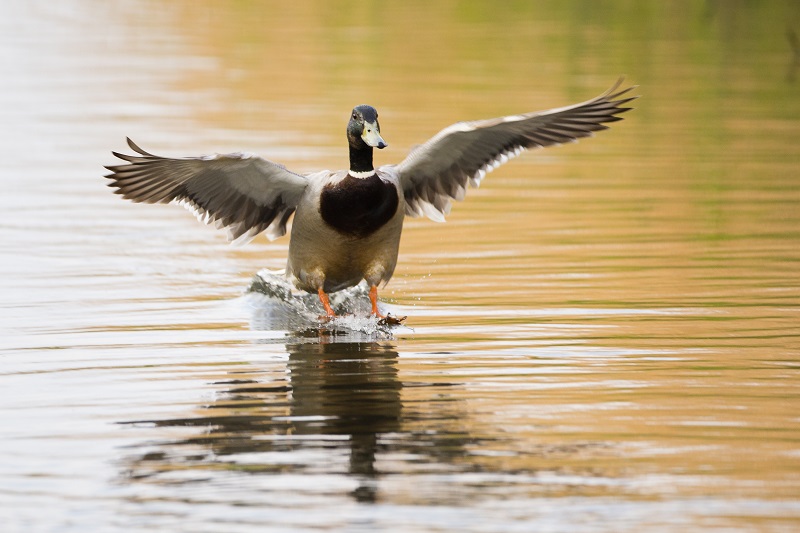 Discover - Wareham River Boat Hire Ltd